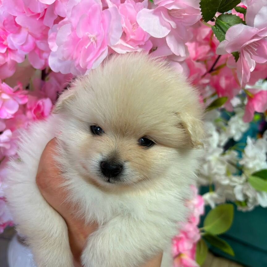 Померанский шпиц