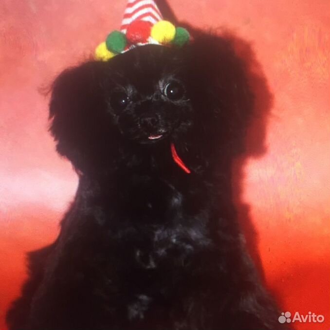 Tee cup Teddy poodle