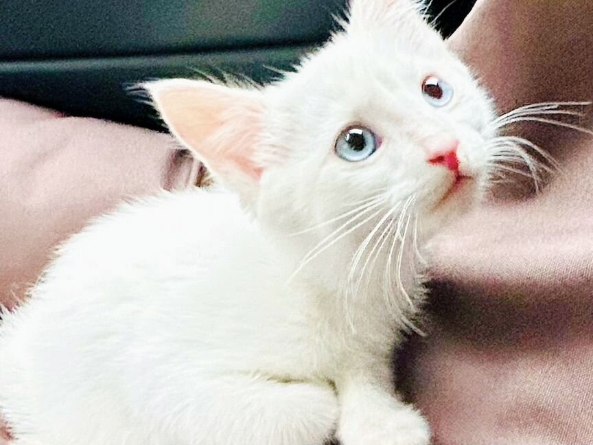 Котенок (спасеныш, мальчик, 2 мес) ищет дом