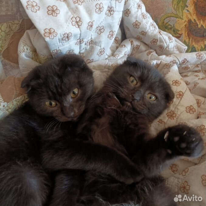 Сестрички-Чернички в дар