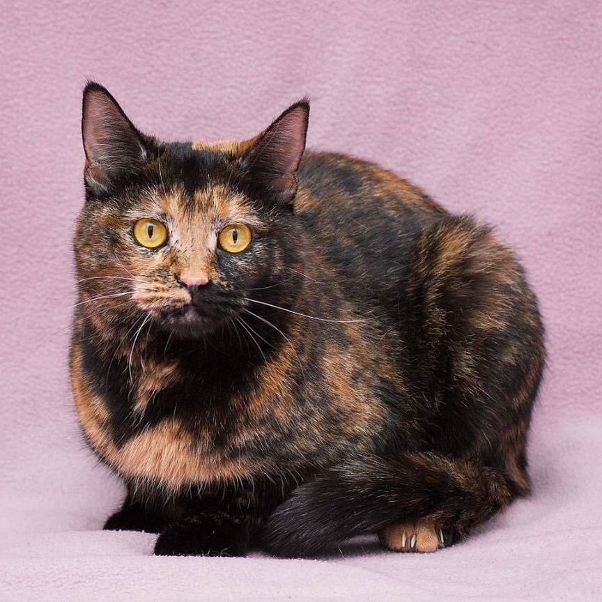 Красавица Нюся в добрые руки