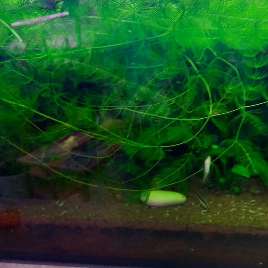 Роголистник бесплатно