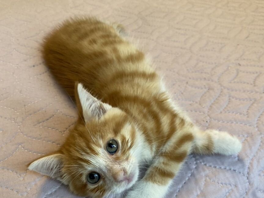 Котенок Антошка