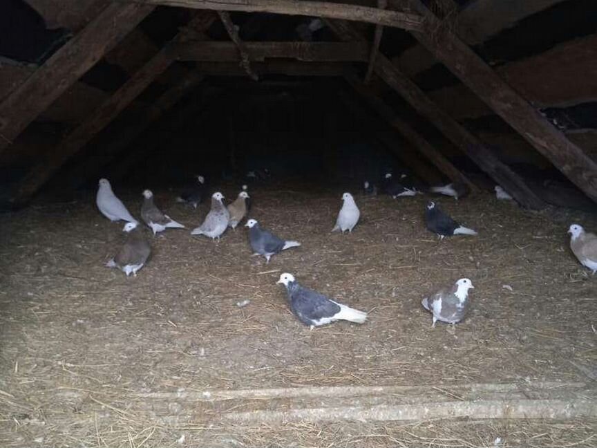 Голубь