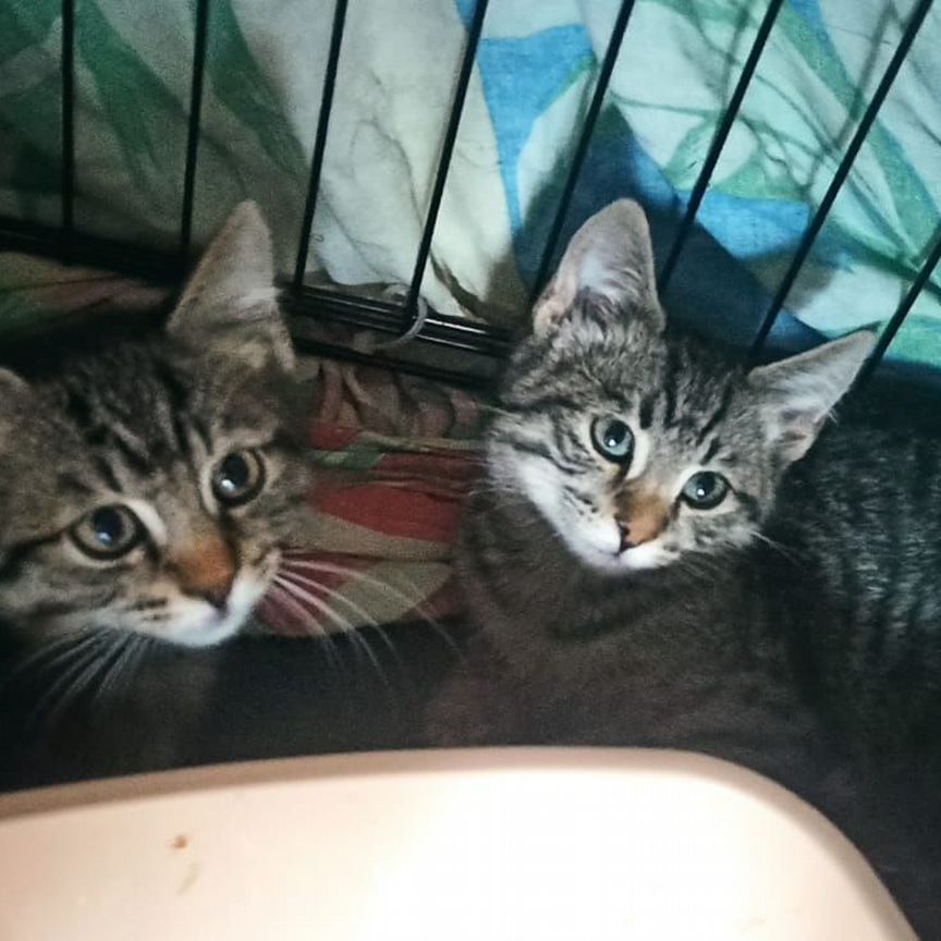 Милые котяточки в добрые ручки