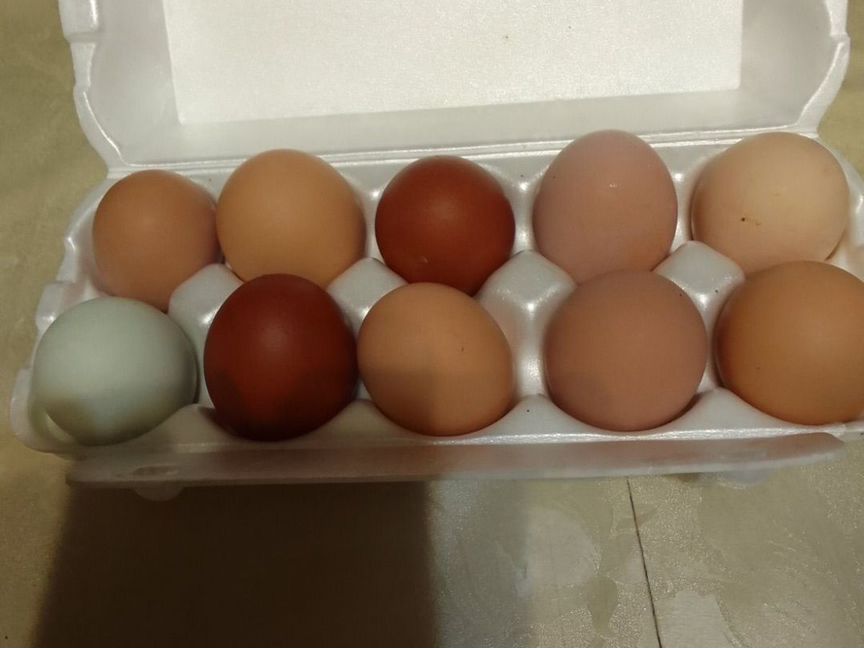 Инкубационное яйцо