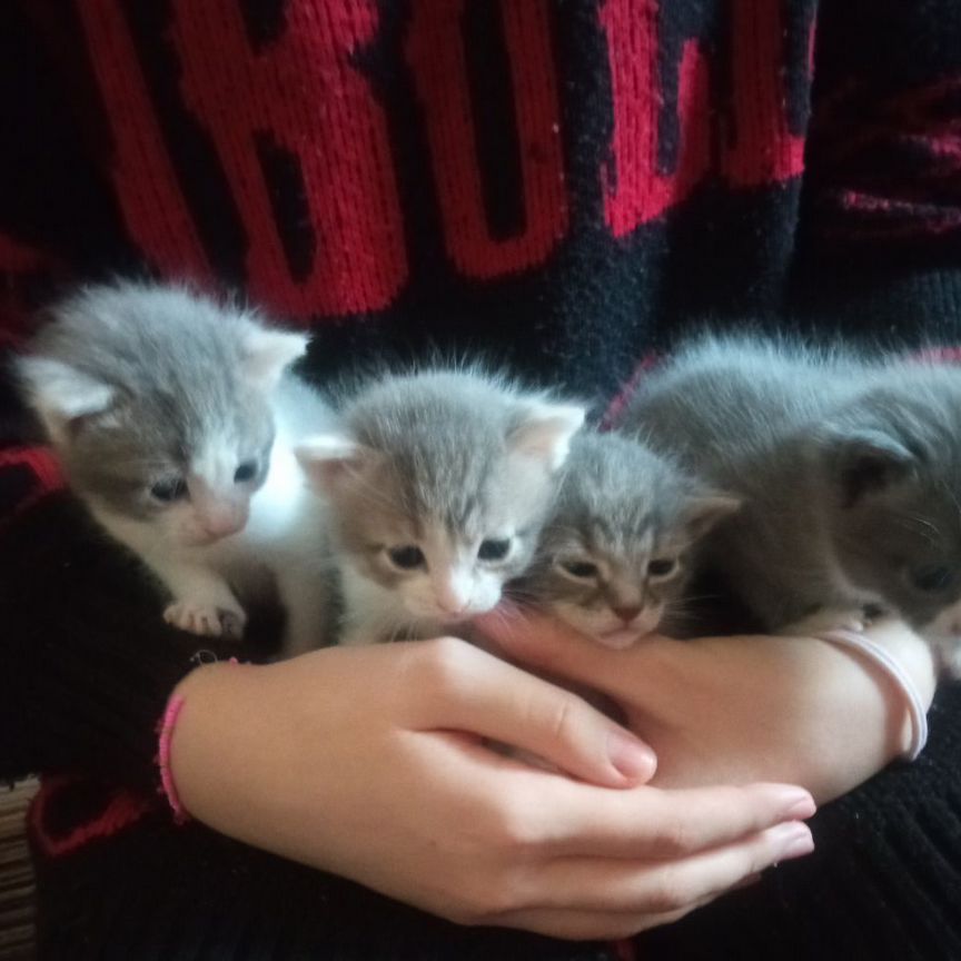 Котёнок в добрые руки