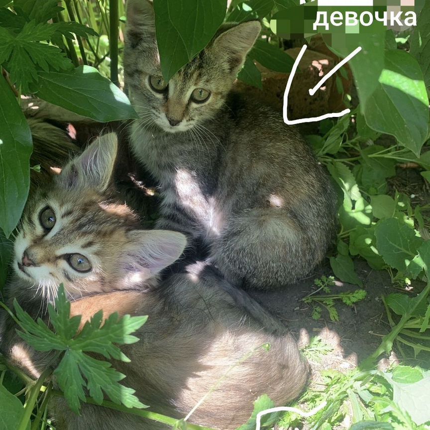 Котёнок в добрые руки