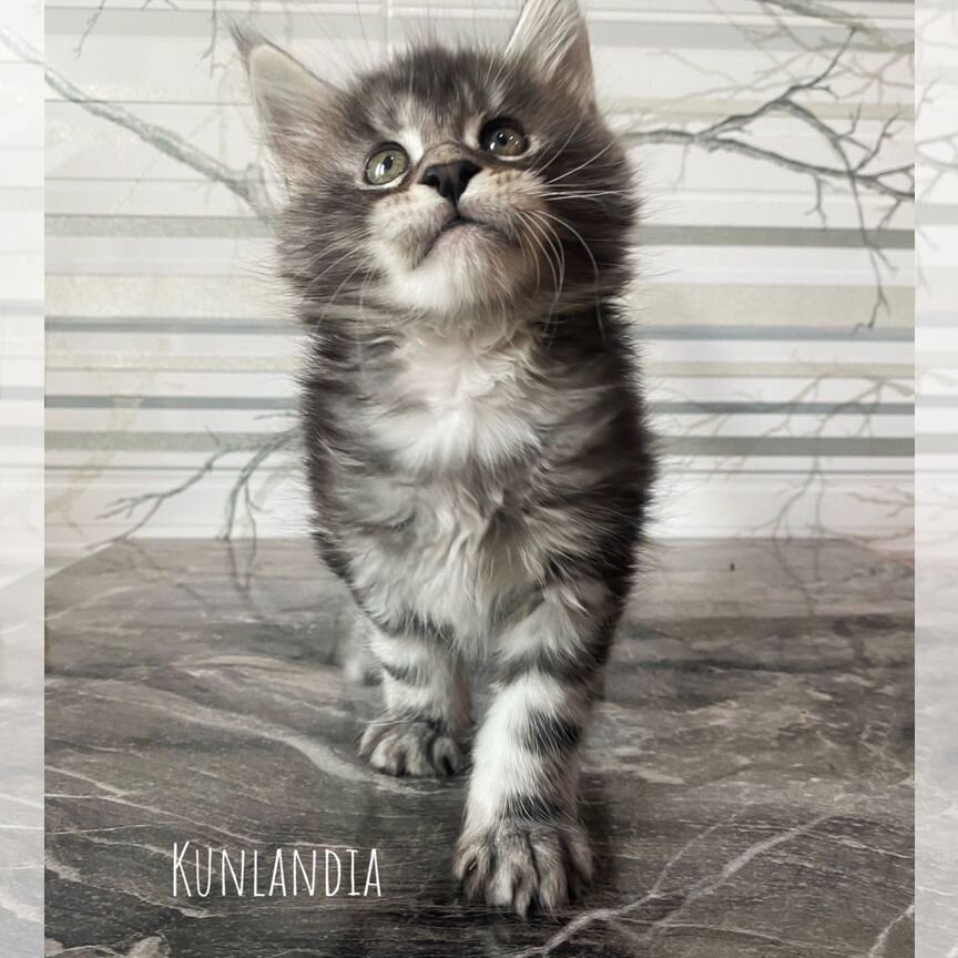 Мейн-кун котёнок