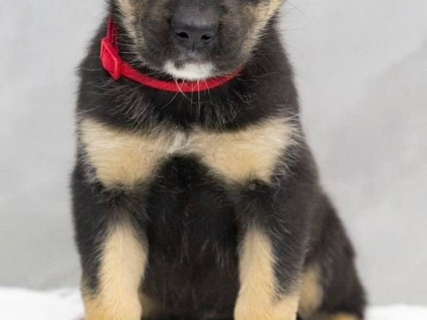 Отдадим трех прекрасных малышей