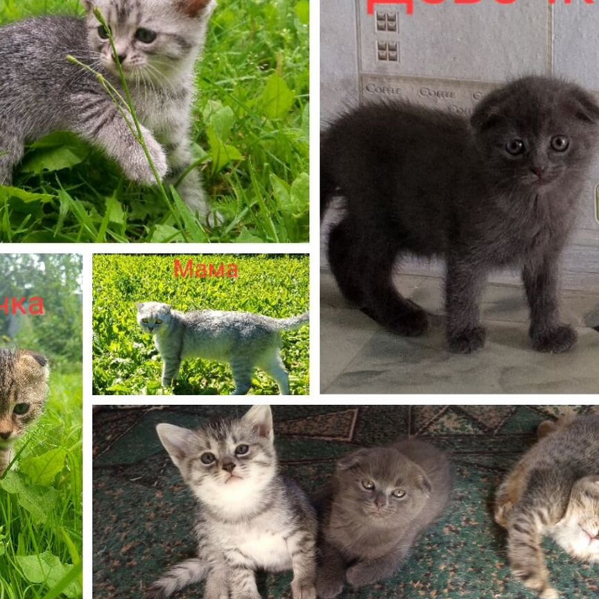 Котята Шотландские вислоухие