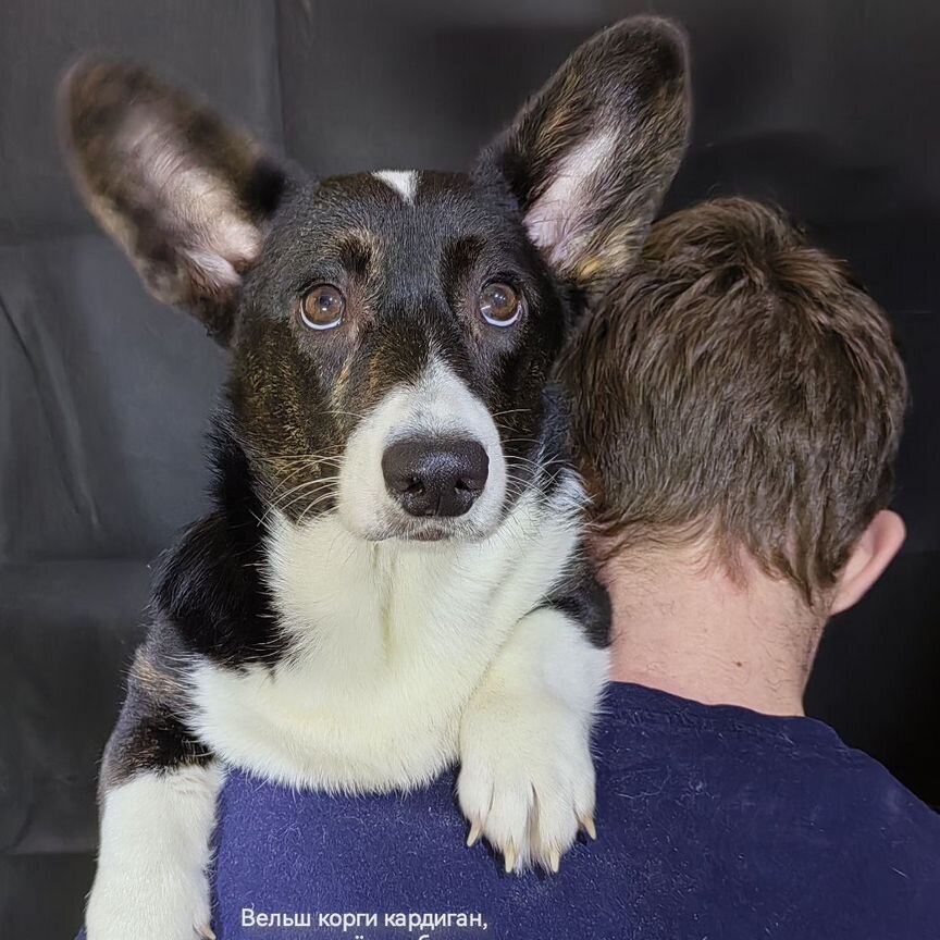 Вельш Корги Кардиган, щенок