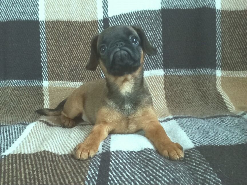 Пти брабансон малыш 3 мес