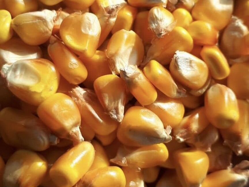 Кукуруза