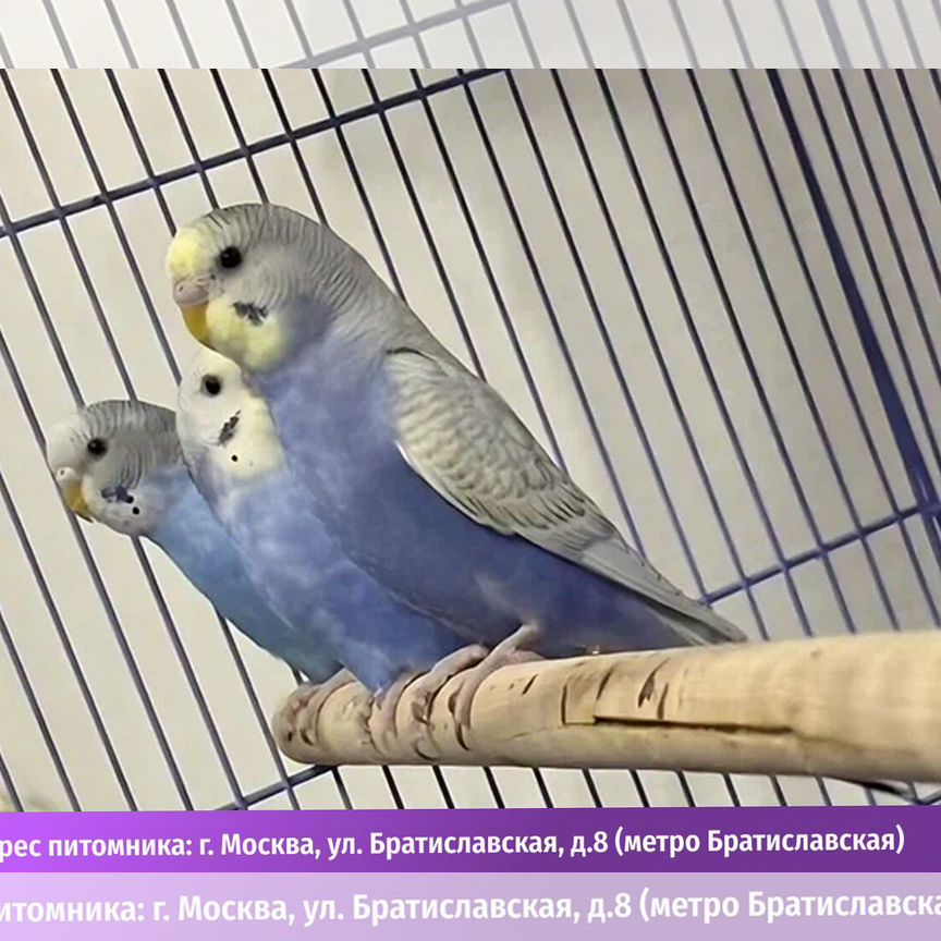 Попугай Волнистый