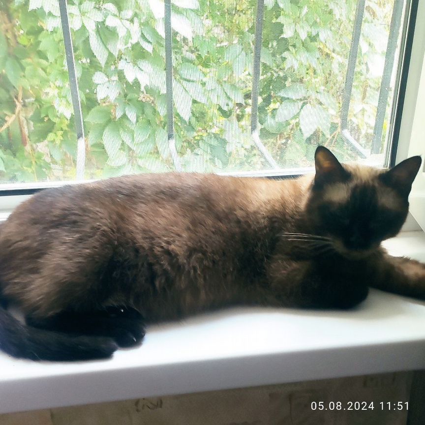 Кошка на вязку сиамская