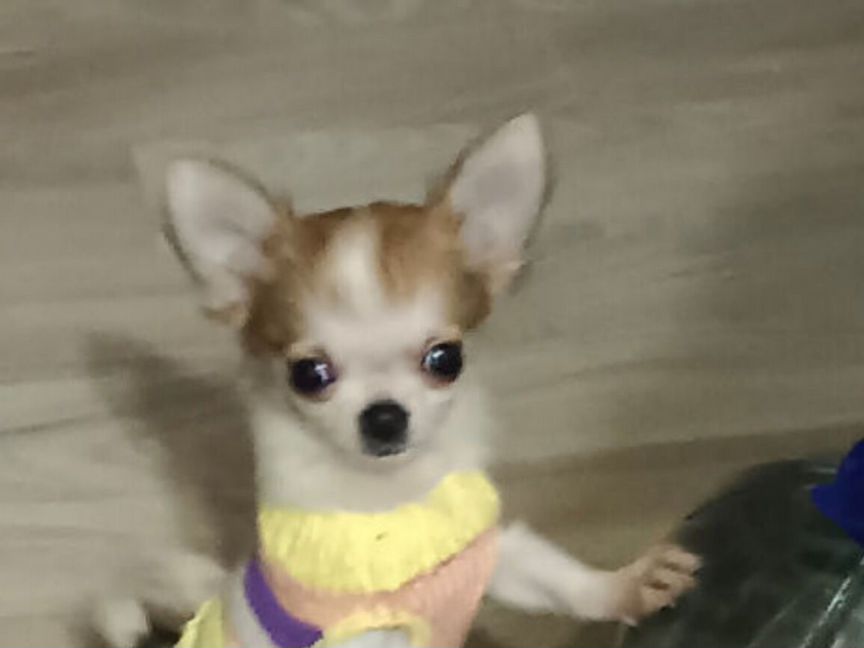 Чихуахуа микро