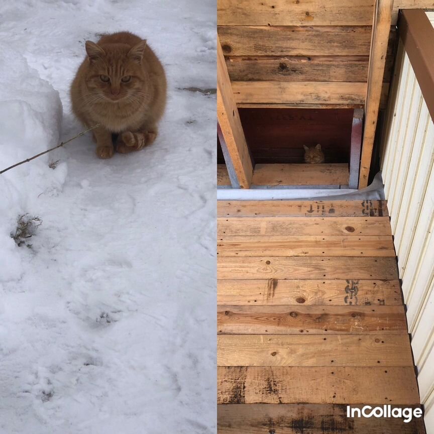 Коты в добрые руки