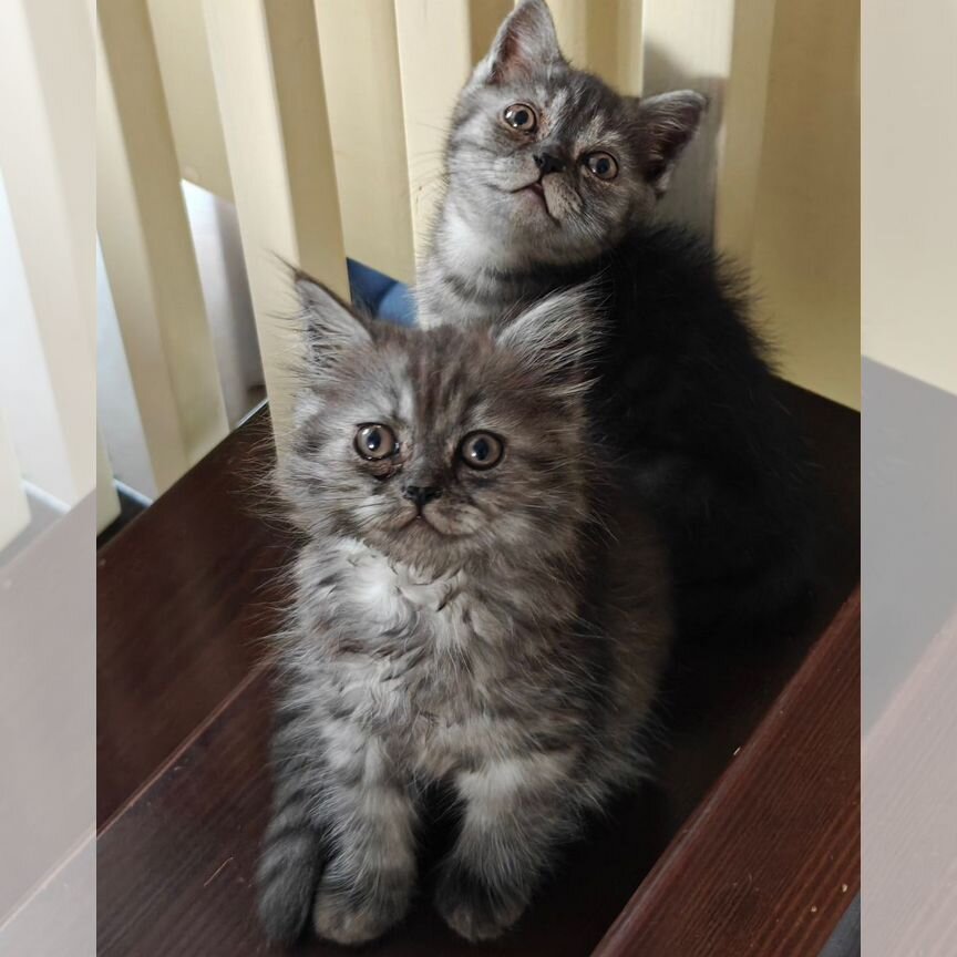 Шотландская