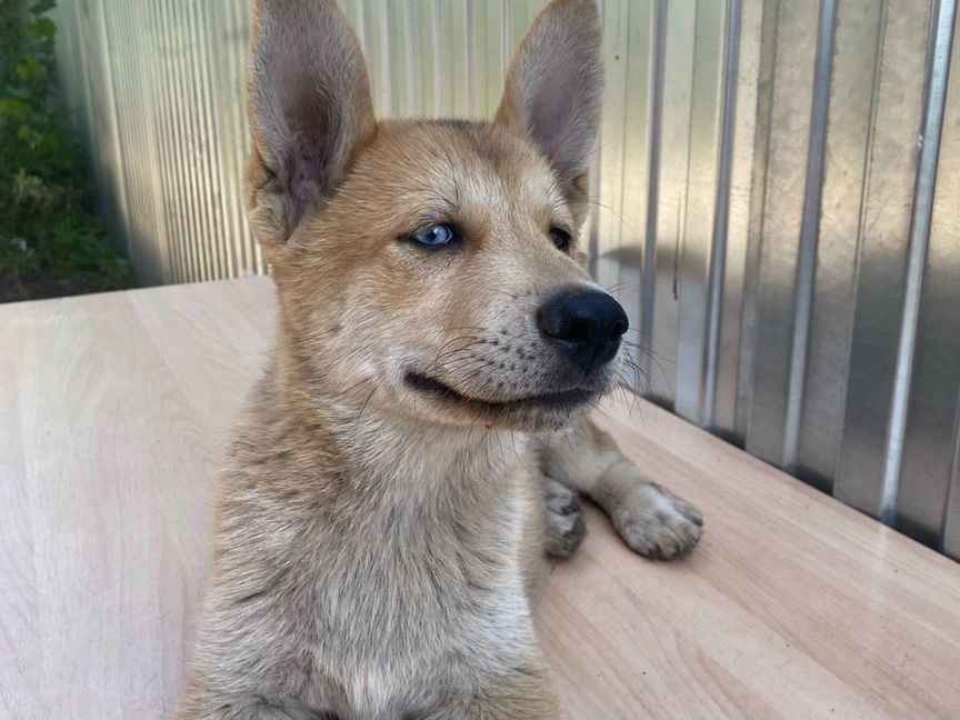 Щенки бесплатно хаски