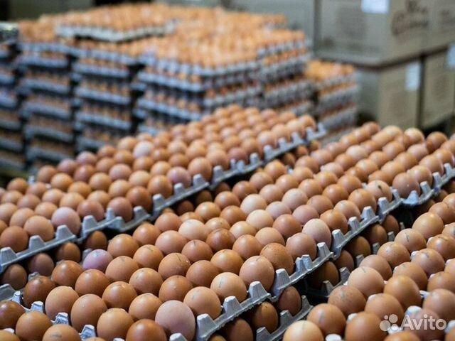 Инкубационное яйцо бройлера