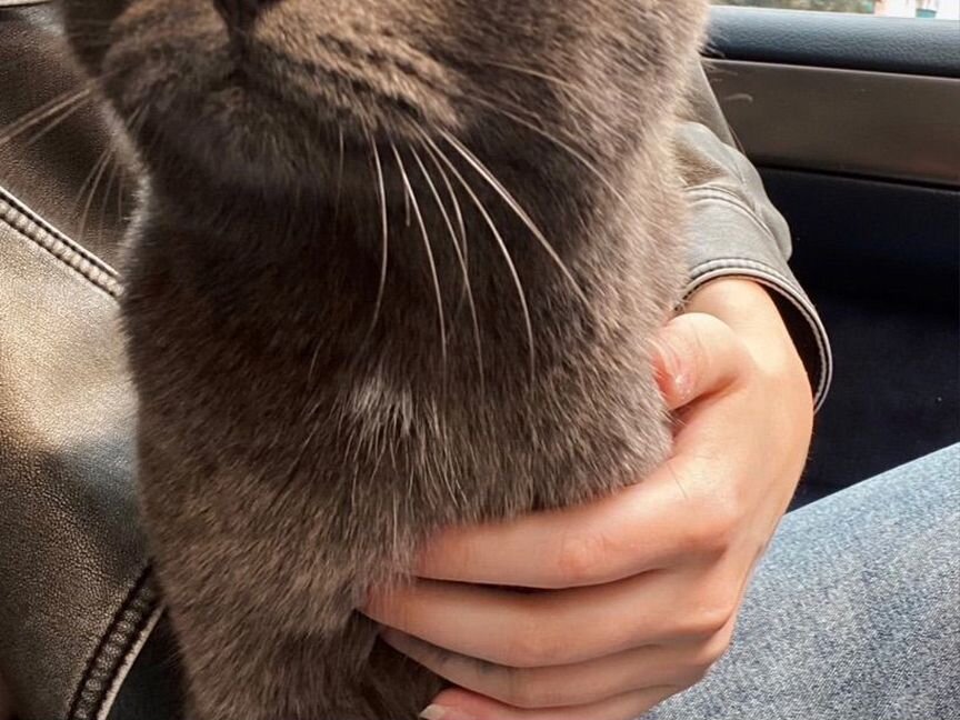 Британец в добрые руки