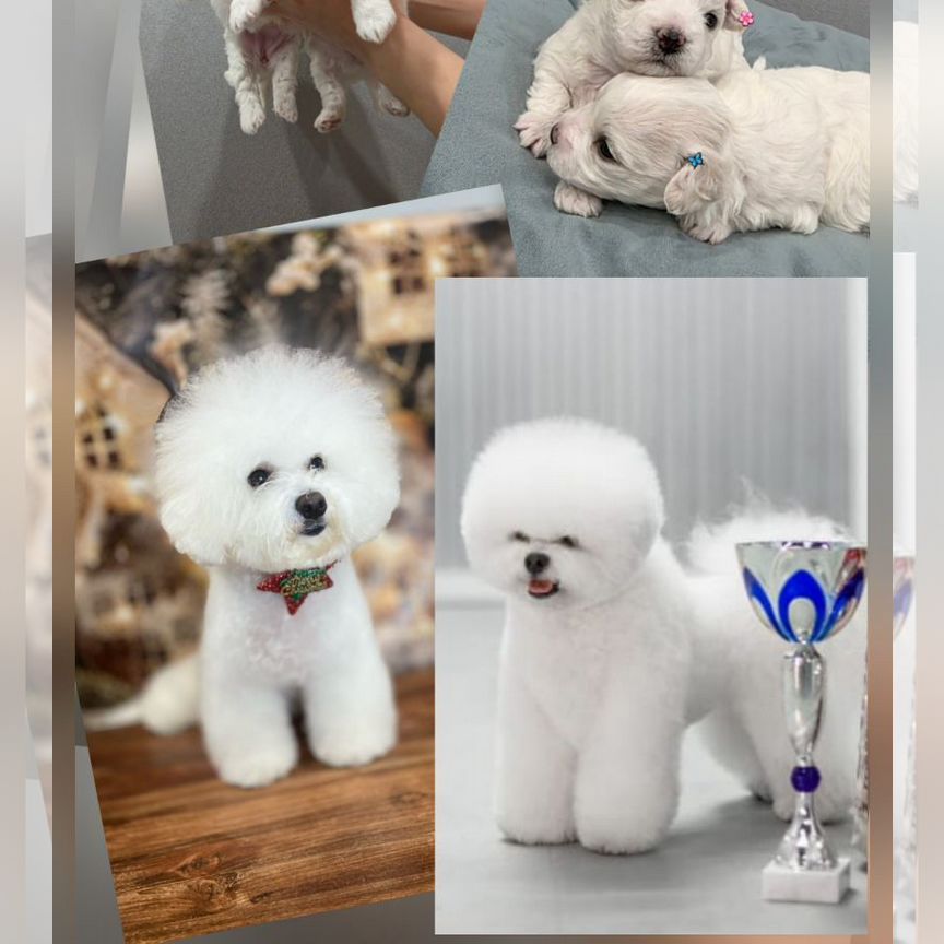 Бишон фризе, щенок