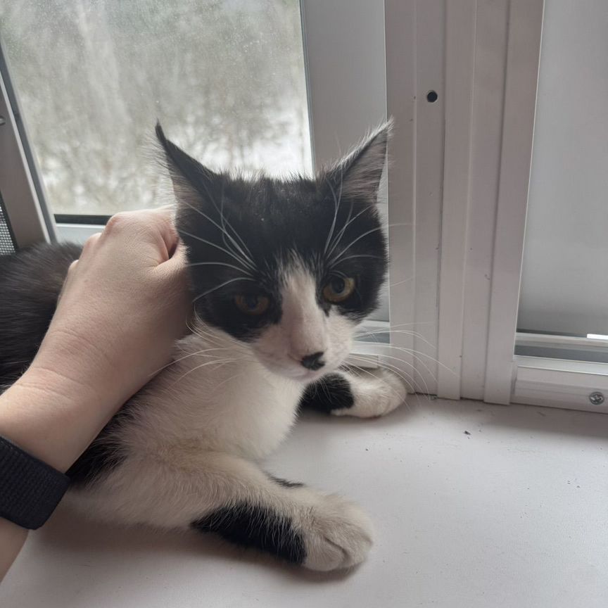 Кошки в добрые руки бесплатно