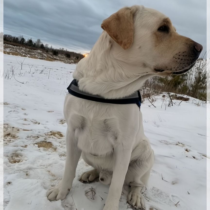 Лабрадор-ретривер, щенок