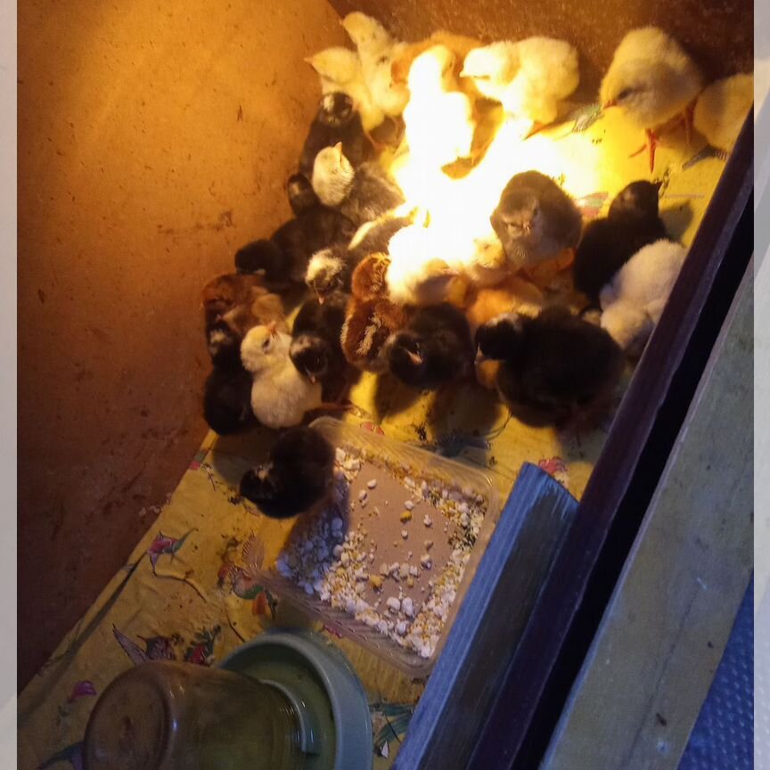 Цыплята несушки подрощенные