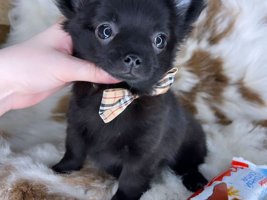 Чудесный мини мальчишка