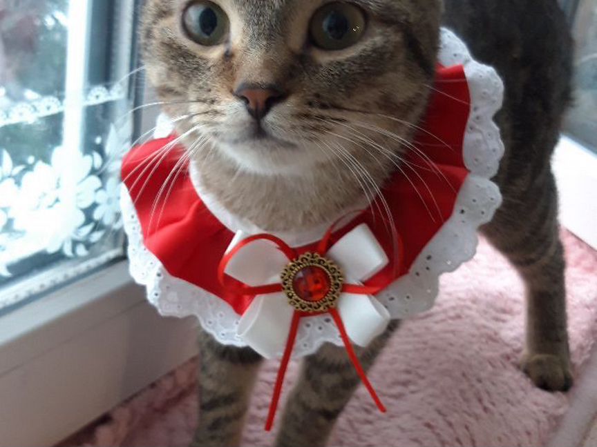 Кошка