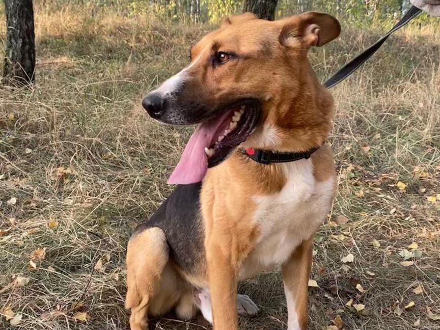 Метис овчарки