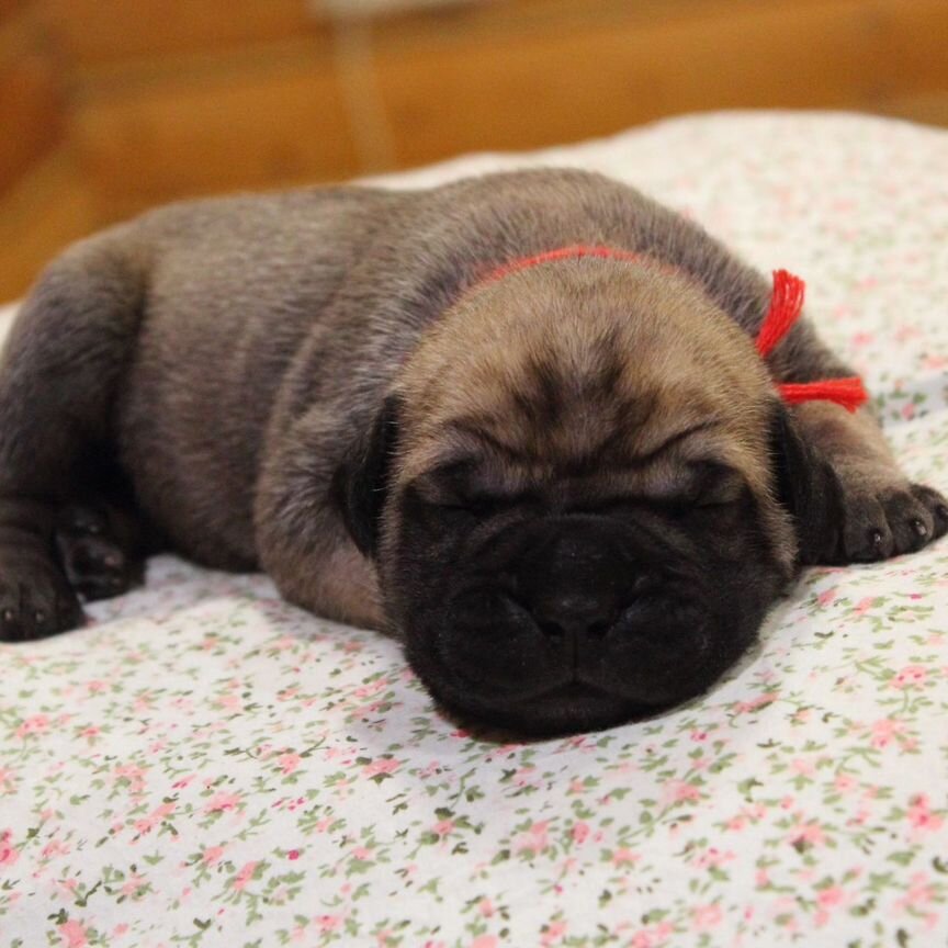 Бульмастиф девочка