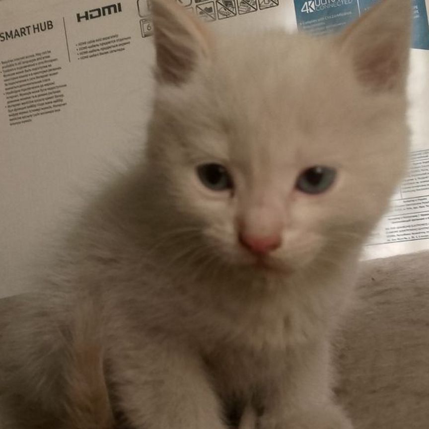 Котёнок от частного владельца
