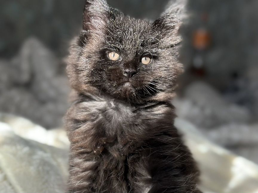 Котята мейн-кун