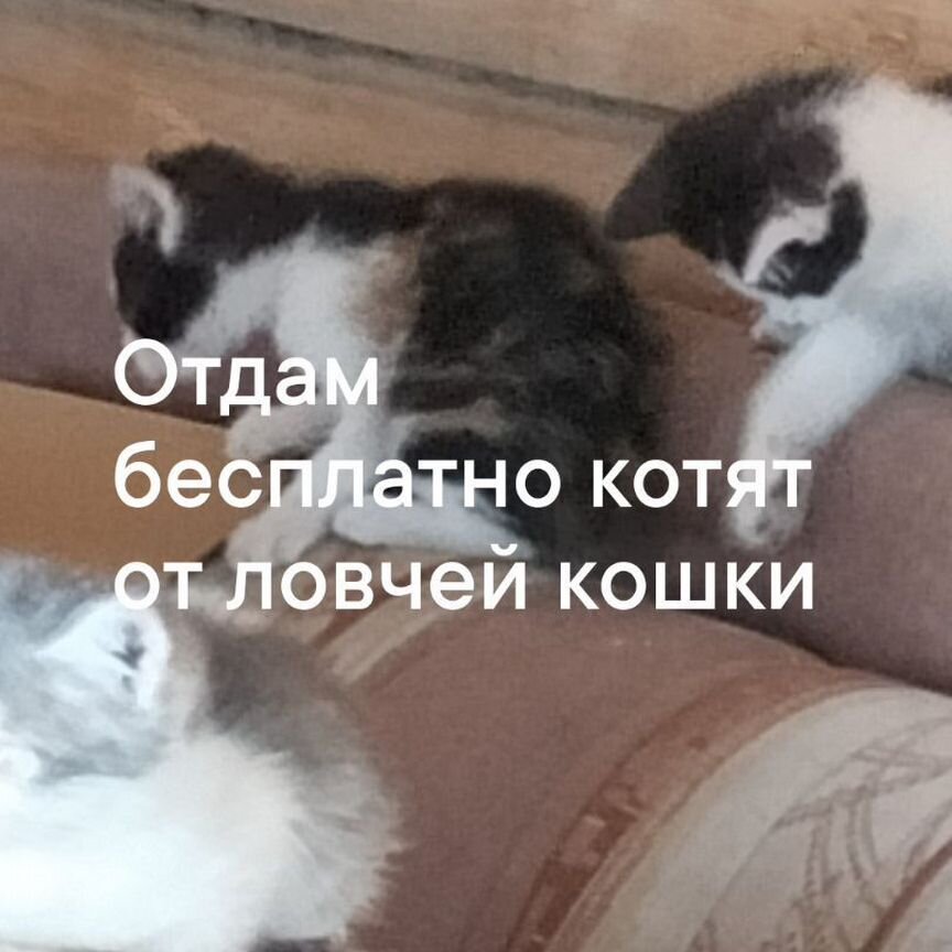 Отдам в добрые руки котят от ловчей кошки