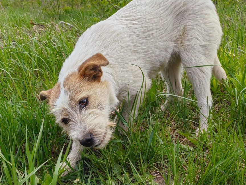 Собака в добрые руки отдам бесплатно