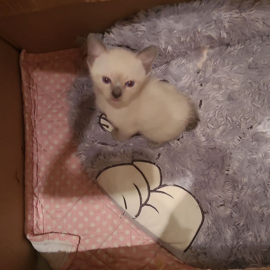 Скиф той боб