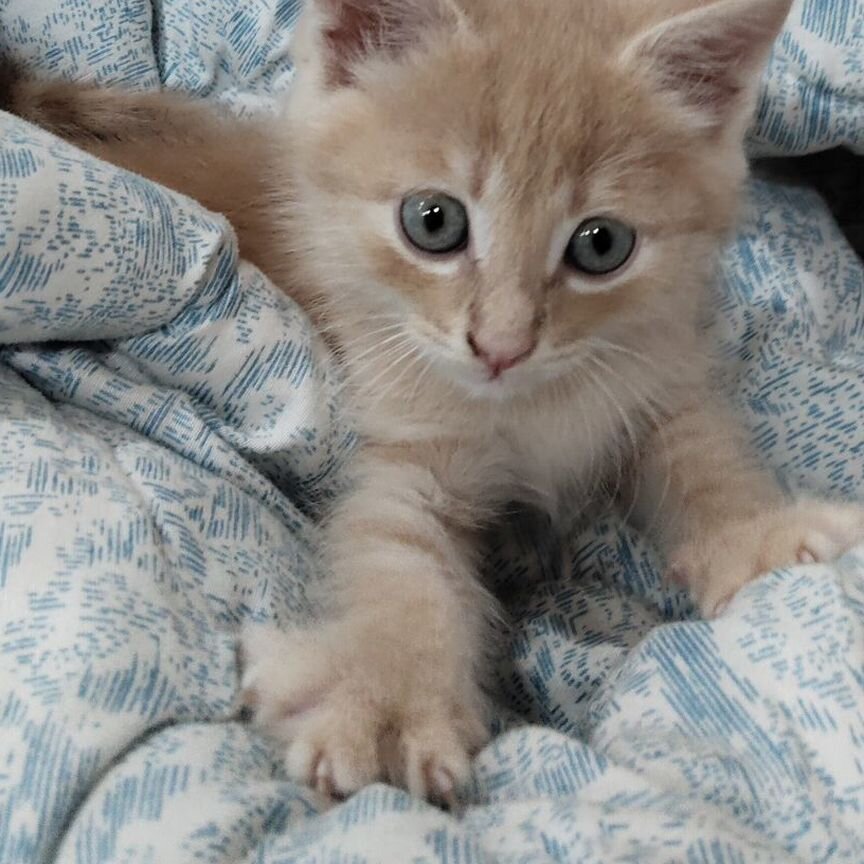 Котёнок в добрые руки