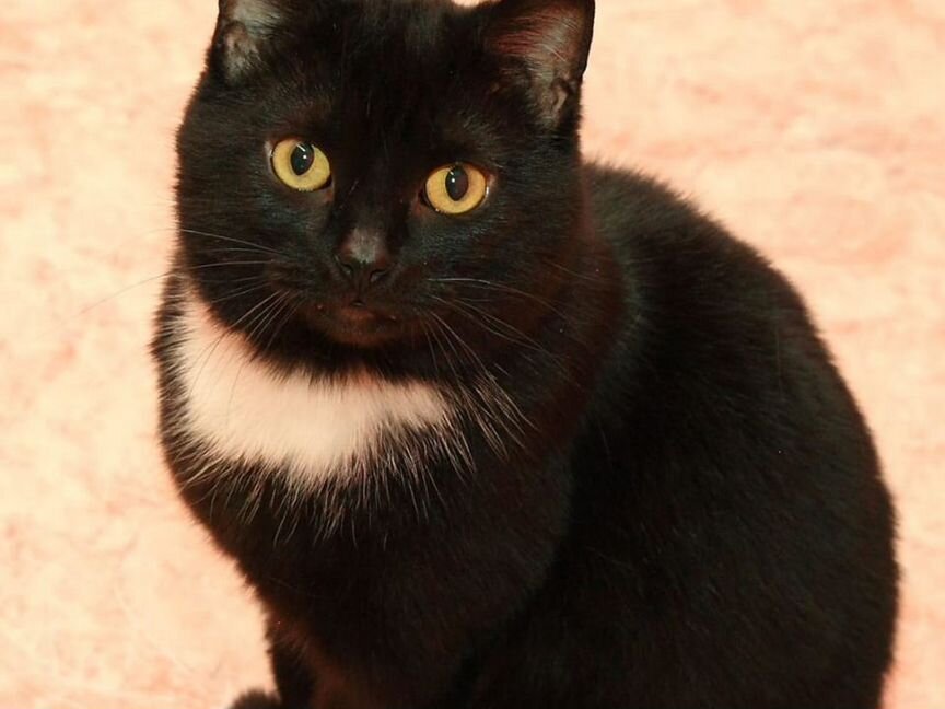 Котик в добрые руки