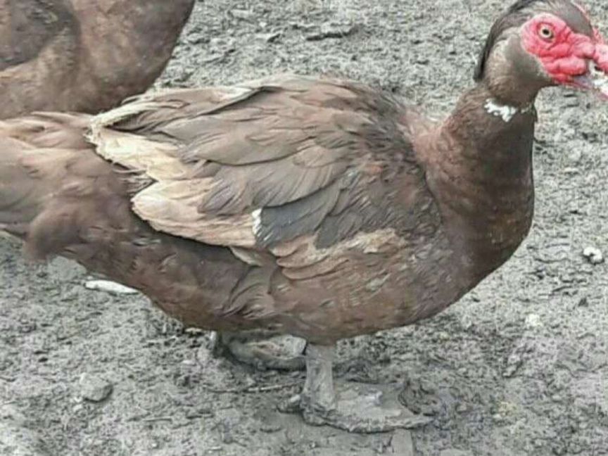 Индоутки тяжелой линии