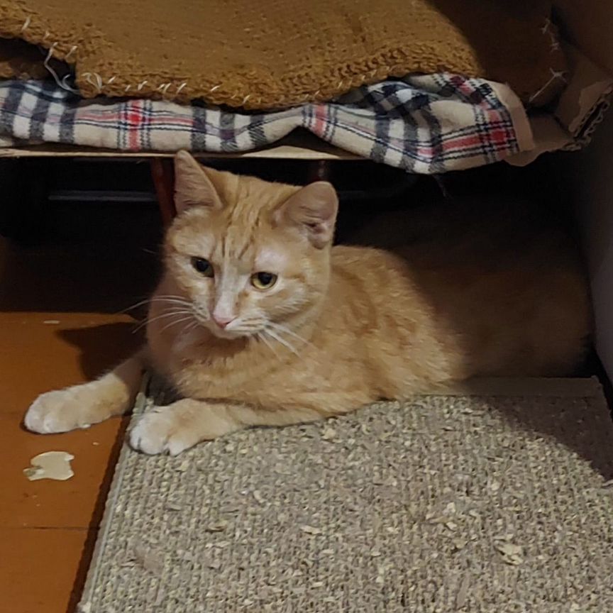 Котенок девочка рыжаая кошка котята в добрые руки