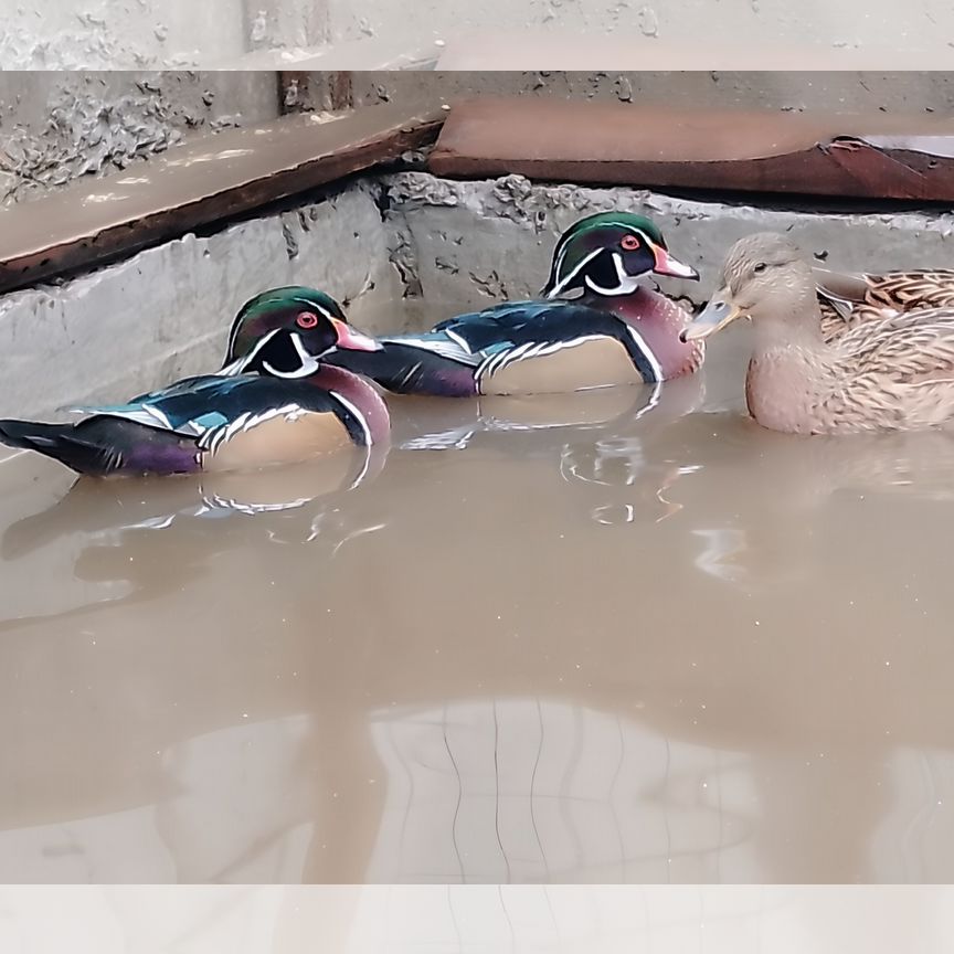 Утки декоративные и подсадные