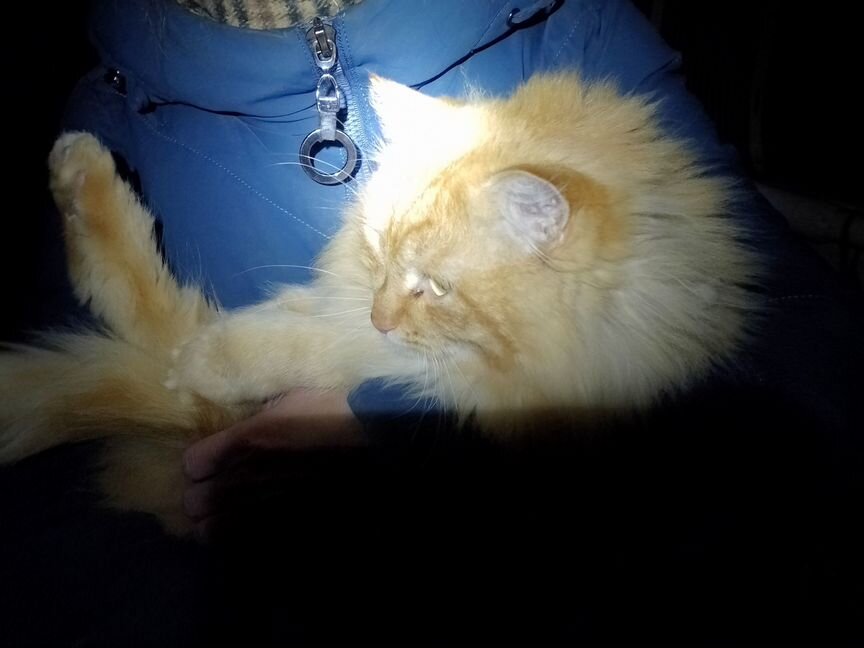 Котик