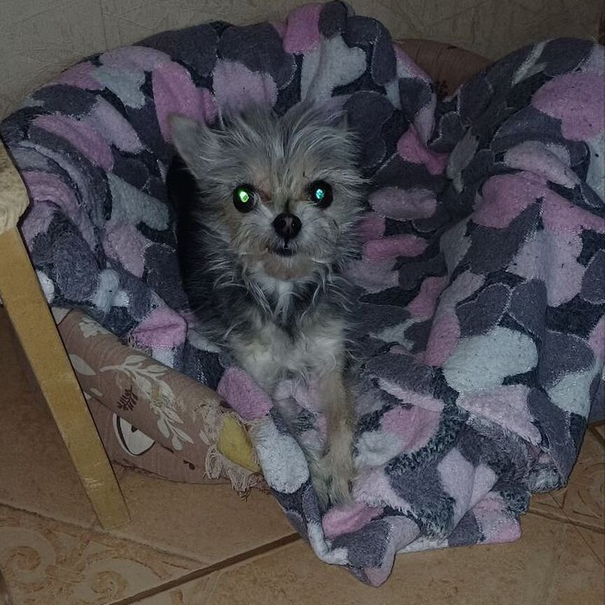 Чихуахуа, взрослая собака