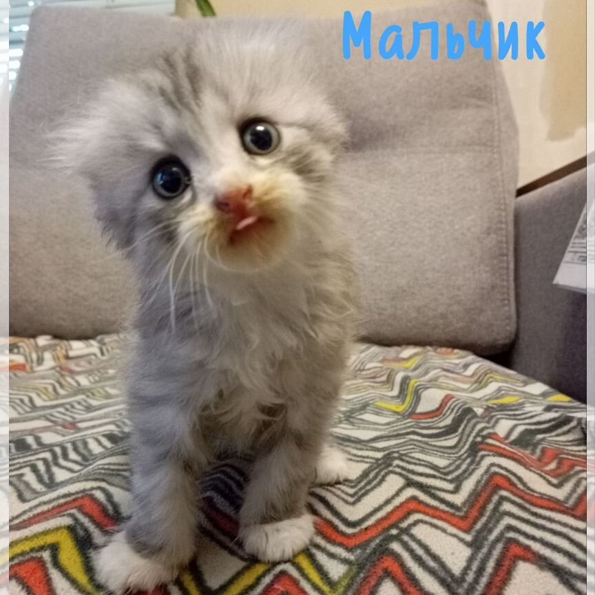 Вислоухие котята шотландцы