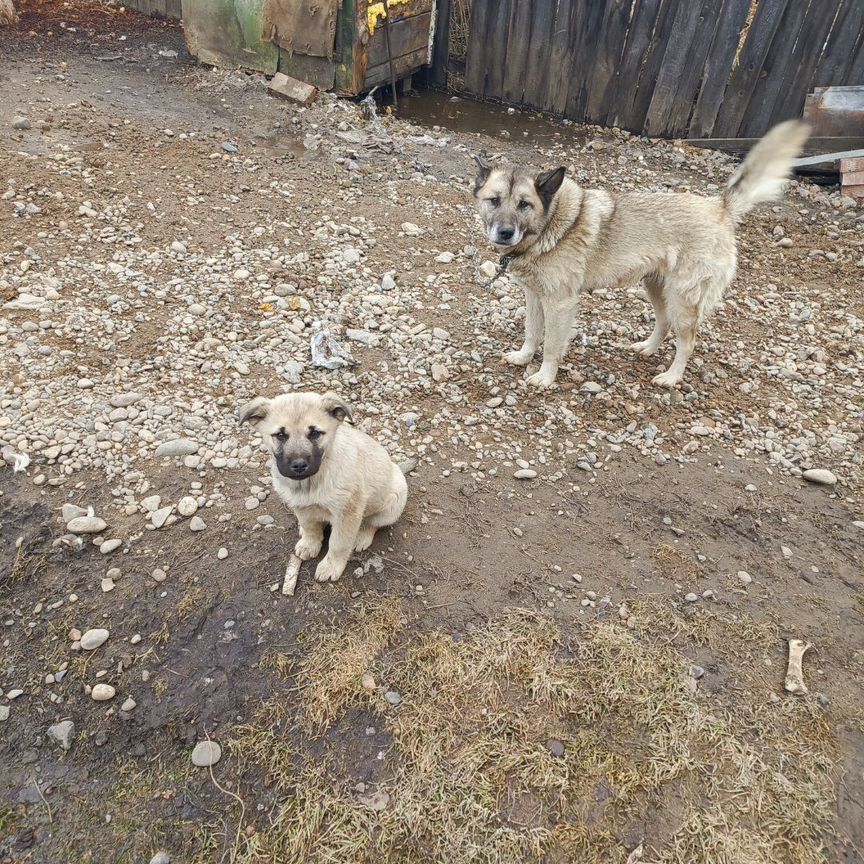 Мальчик ищет дом