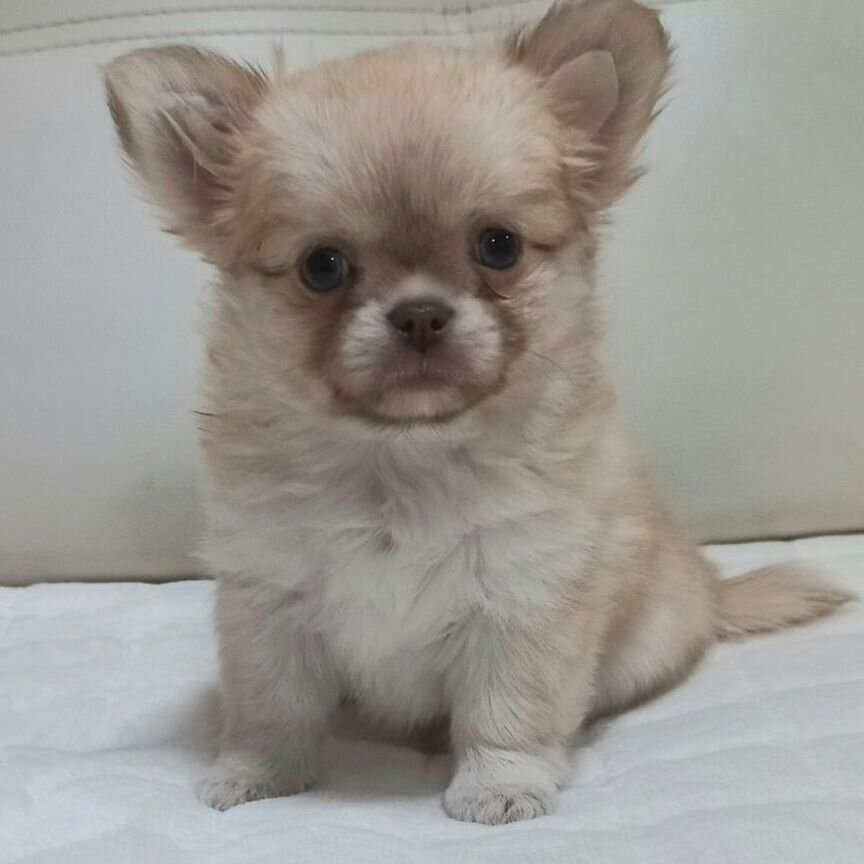 Чихуахуа, щенок