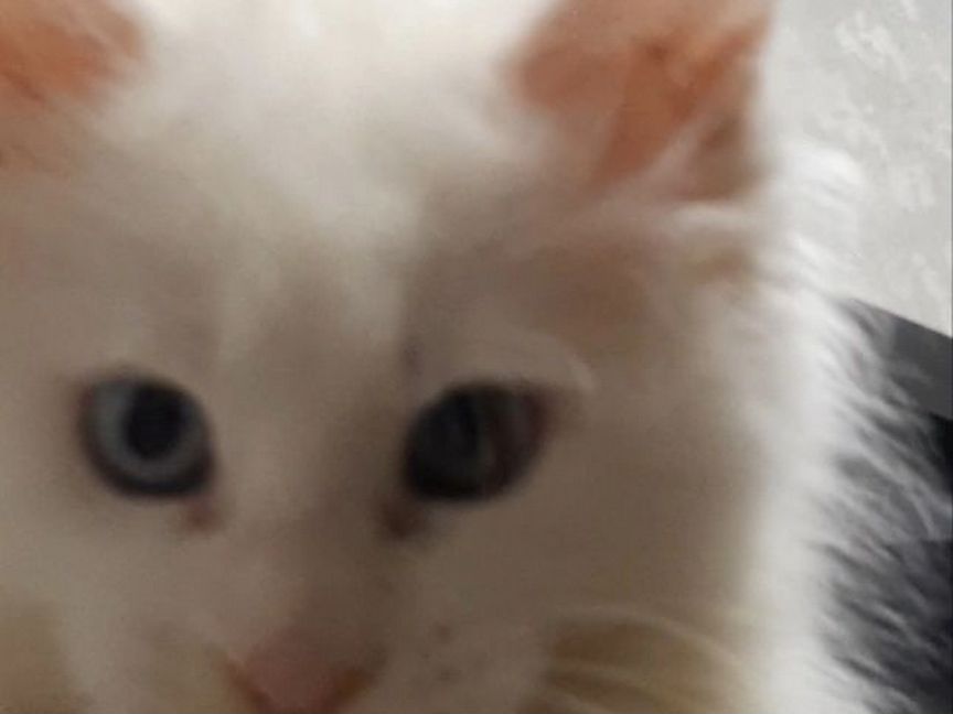 Котята мейкун